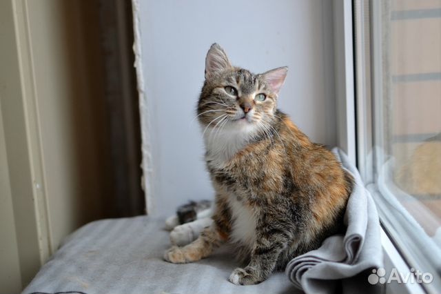 Кошка Симочка ищет дом