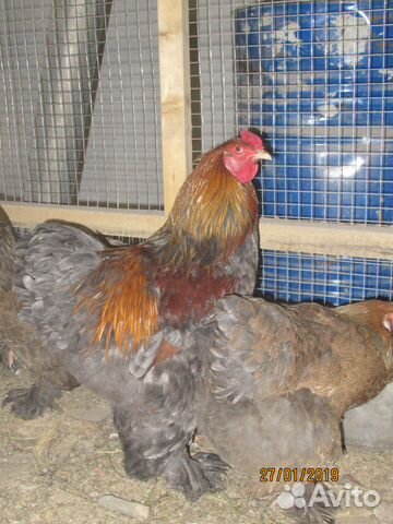 Инкубационное яйцо Брамы голубо-куропатчатой