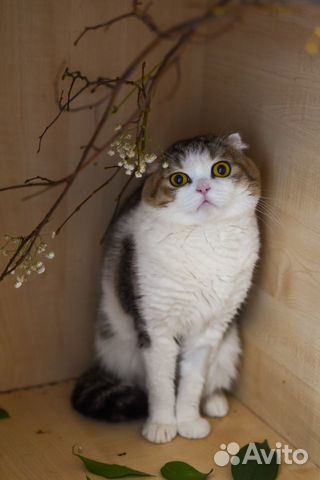 Вислоухий кот Байс в добрые руки