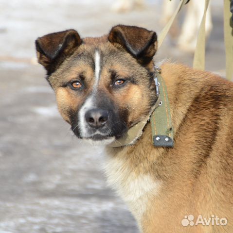 Отдам собаку