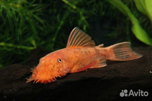 Анциструс Супер Ред