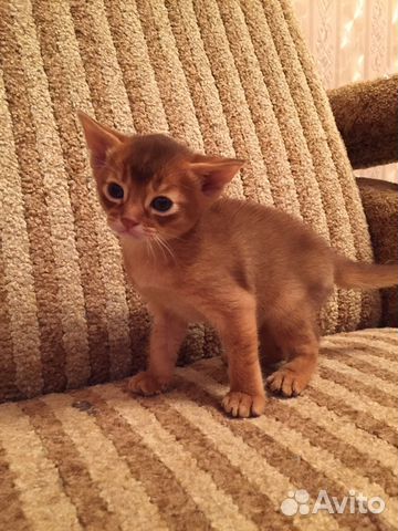 Абиссинский красавчик