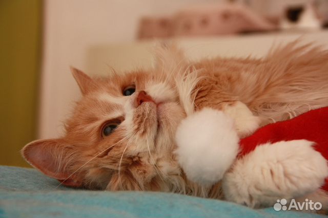 Самая сладкая кошечка Ванилька