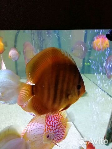 Рыба дискусы