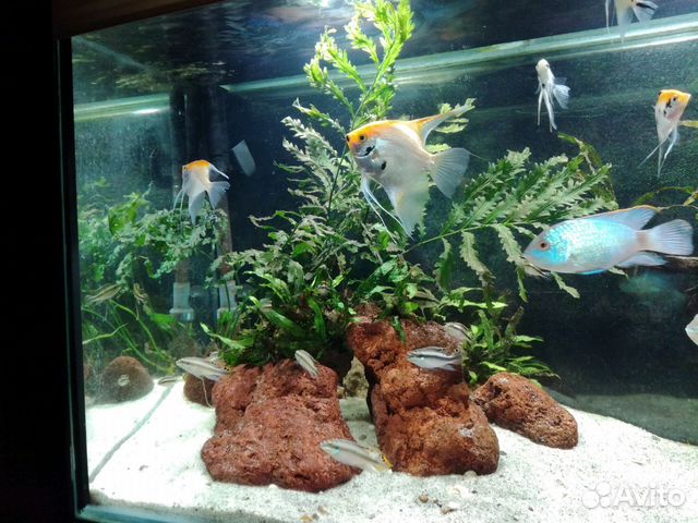 Скалярии кои и пельвикахромисы пульхера