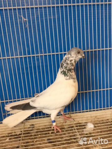 Будапештские голуби