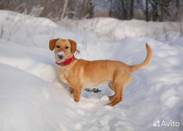 Метис-такса молодая собака в добрые руки
