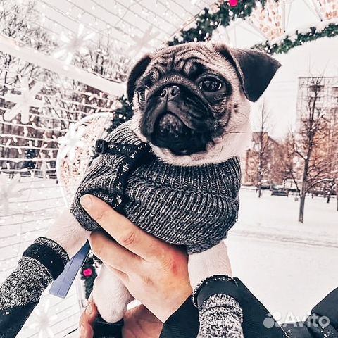 Подрощенный щенок мопса