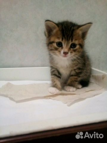 Кошечка