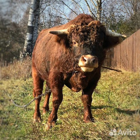 Карликовый бык