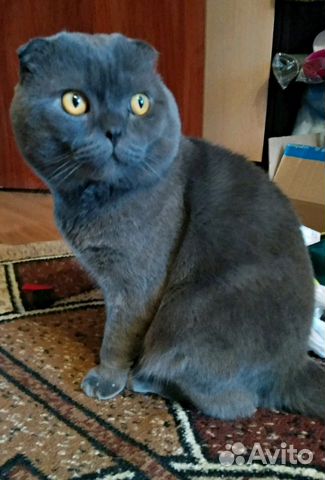 Приглашаем кошечку на вязку