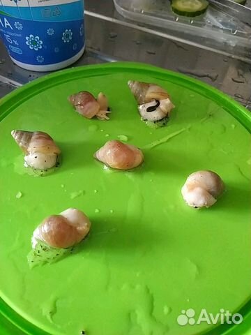 Улитка Ахатина Альбинос