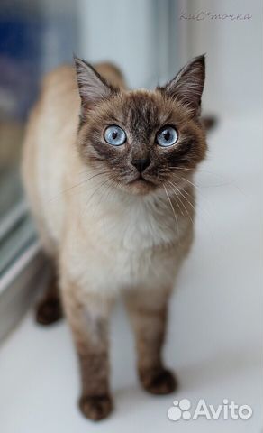 Фёкла-очаровательная девочка (1 год) ищет дом