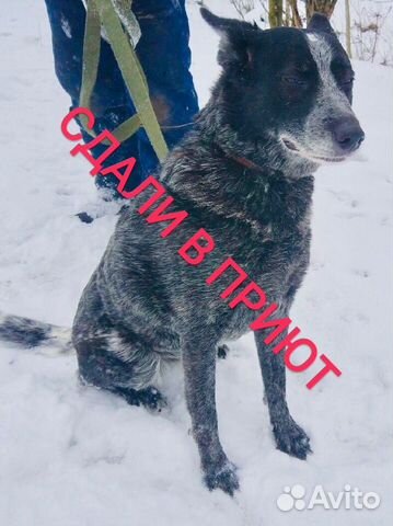 Дом или приют Умер хозяин