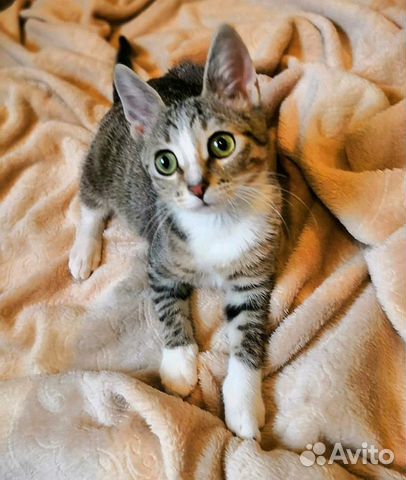 Котёнок Гошка