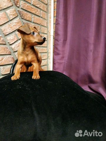 Карликовые пинчерята