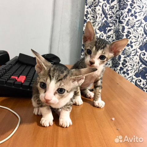 Канадский сфинкс