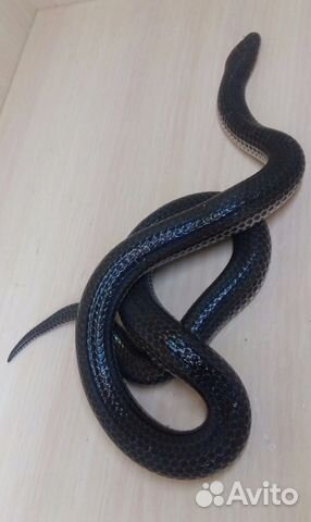 Лучистая змея