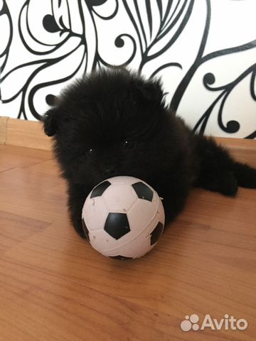 Девочки шпицики