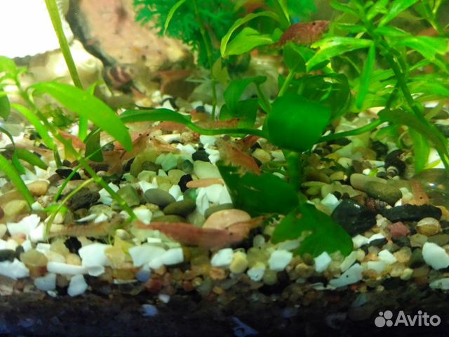 Криветки вишня