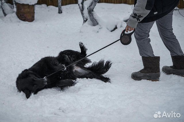 Чёрная красотка