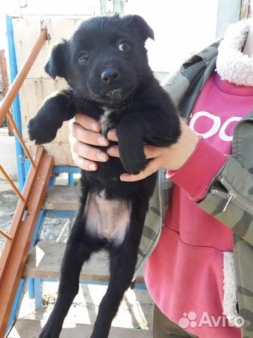 Помесь болонки,девочки и мальчик