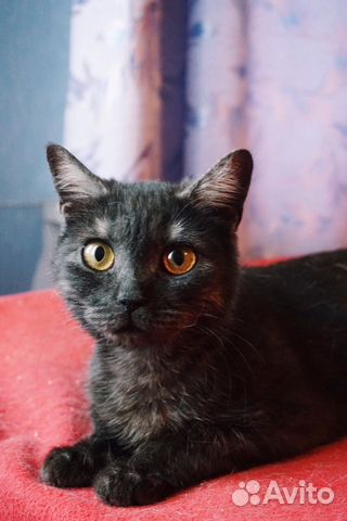 Кошка Блэки