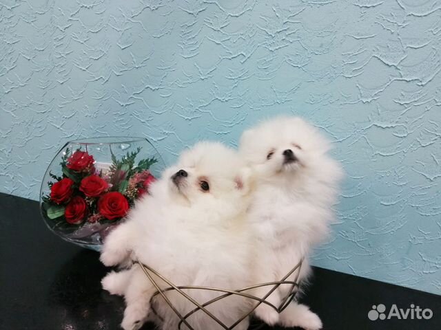 Комочки счастья