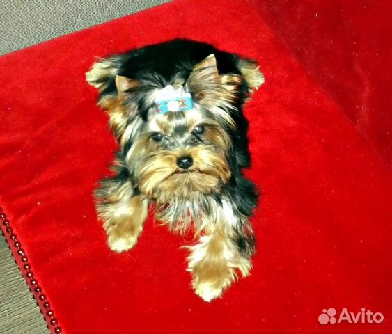 Йорка- бесстрашная минюшка