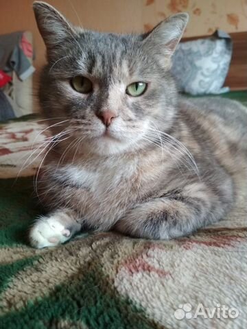 Кошечка-лапочка