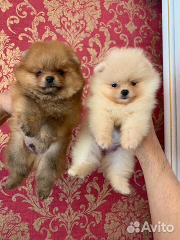 Шпиц рыж мал и крем девочка