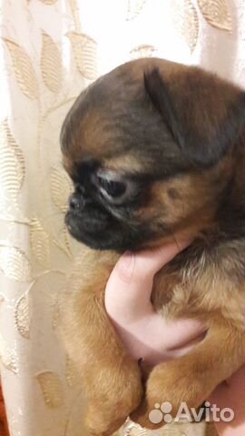 Щенок малого брабансона