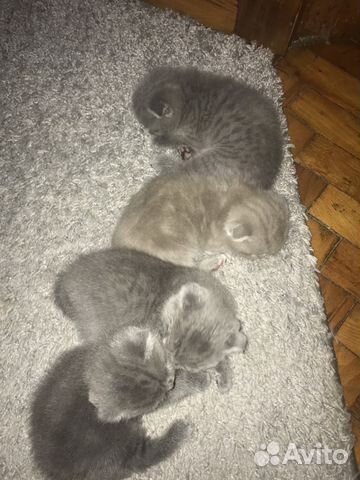 Шотландская