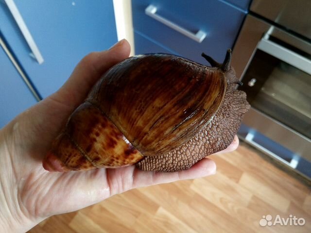 Улитки Архахатина Маргината Сутуралис (стандарт)