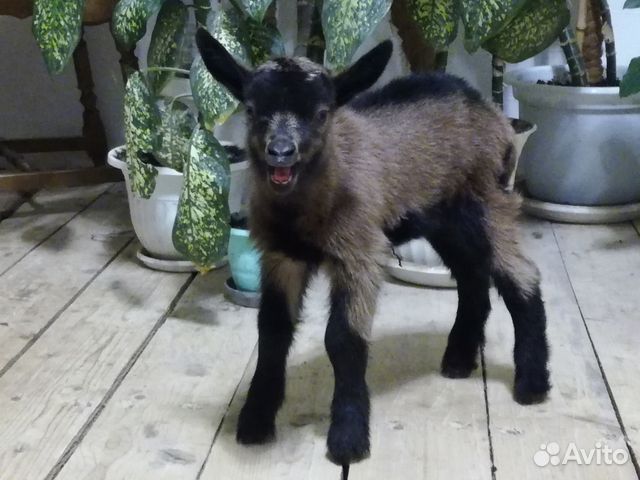 Козлик 50 чех