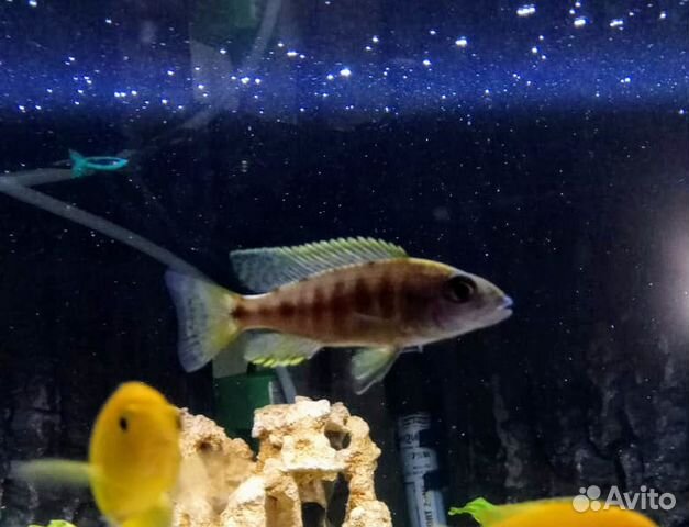 Аулонокара майланда цыхлида