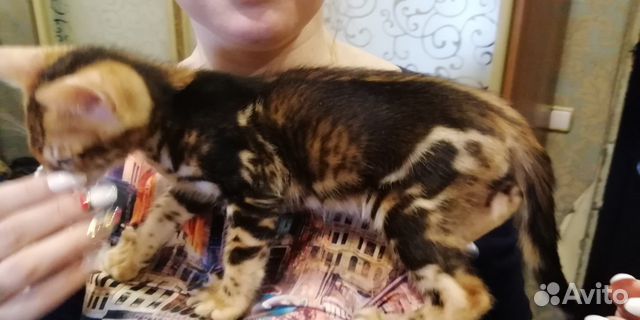 Чудесный котенок Бенгал