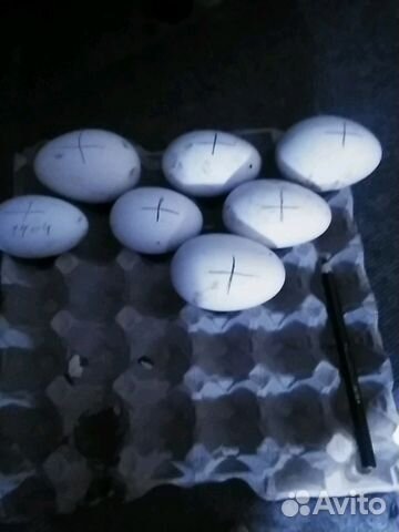 Инкубационное гусиное яйцо