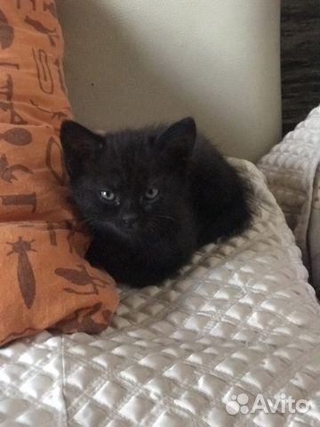 Отдам котёнка в добрые руки