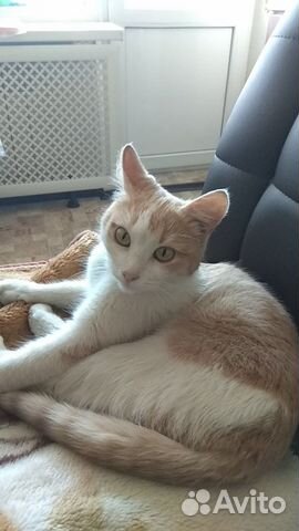 Кошенька в дар