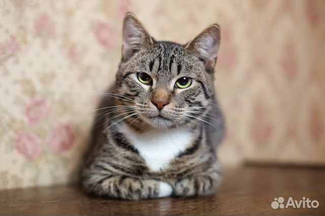 Которебенок