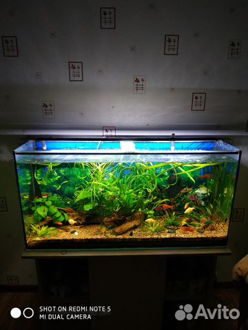 Барбусы крупные