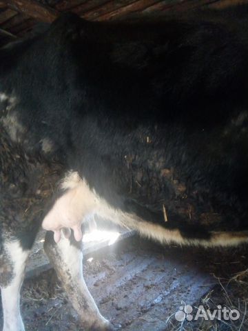 Корова немецкая порода