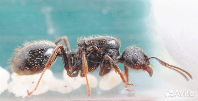 Муравьи. Messor structor, Camponotus vagus