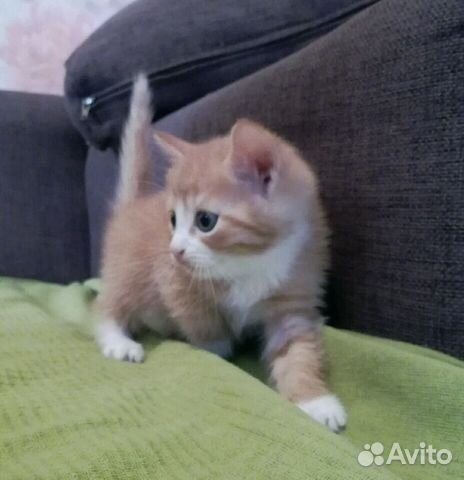 Рыжие и трёхцветные котята