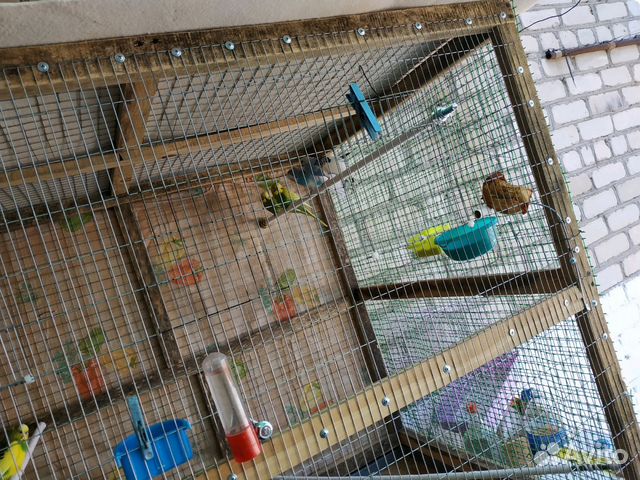 Обмен попугаями