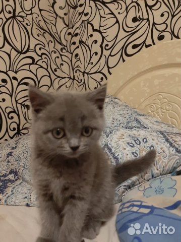Британская кошечка