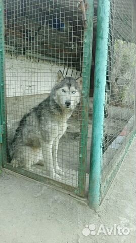 Отдам в добрые руки