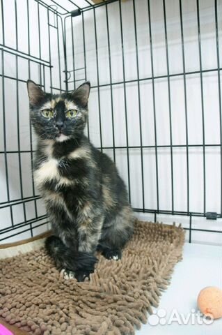 Бусинка миниатюрная ласковая кошка