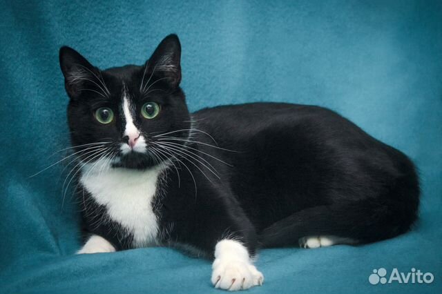 Масяня в добрые руки